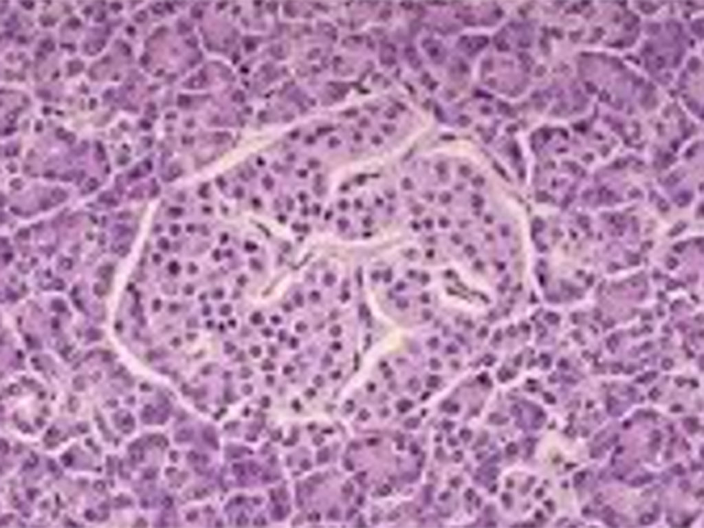 Extended flow cytometry for Biomedical Applications - CytoBuoy flow ...