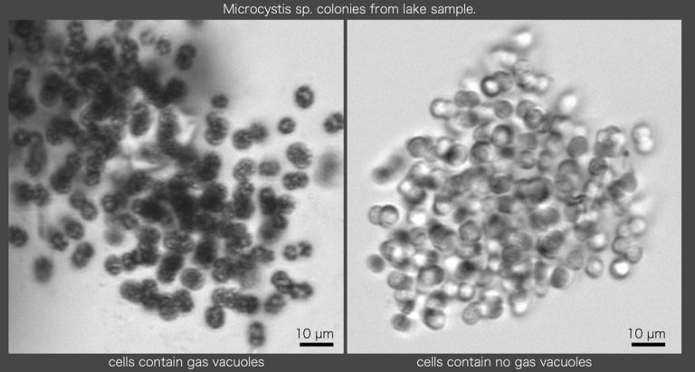 Online (source) water monitoring - CytoBuoy flow cytometry solutions